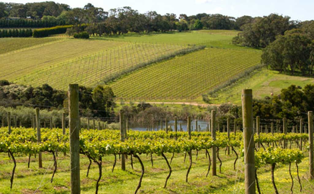 Saint Louis Wine Destinations to Visit this Year - Amora V